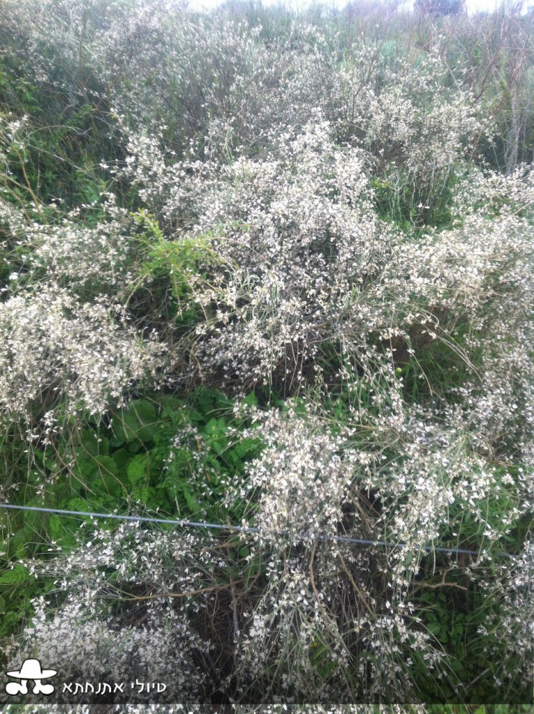 White-Broom | טיולי אתנחתא